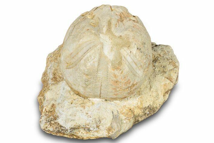 1.75" Fossil Echinoid (Hemiaster?) - Taouz, Morocco (#290678) For Sale ...