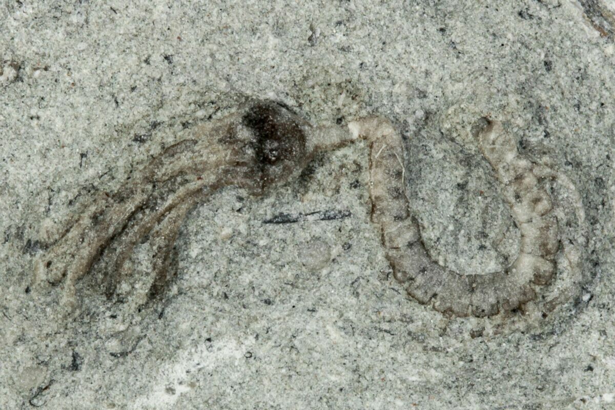 .45" Fossil Crinoid (Camptocrinus) - Crawfordsville, Indiana (#291773 ...