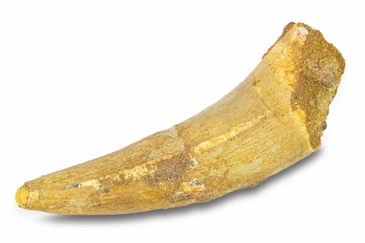 2.9" Cretaceous Fossil Crocodylomorph Tooth - Morocco (#292222) For ...