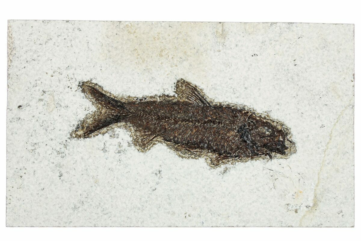 3.75" Detailed Fossil Fish (Knightia) - Wyoming (#292501) For Sale ...