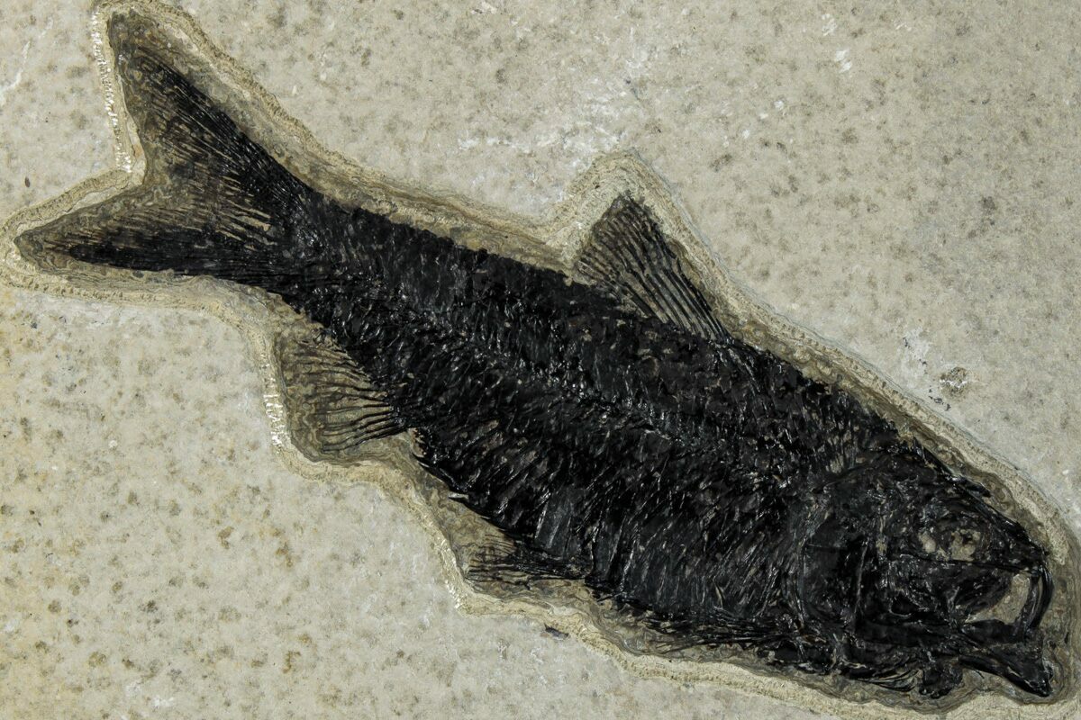 3.75" Detailed Fossil Fish (Knightia) - Wyoming (#292544) For Sale ...