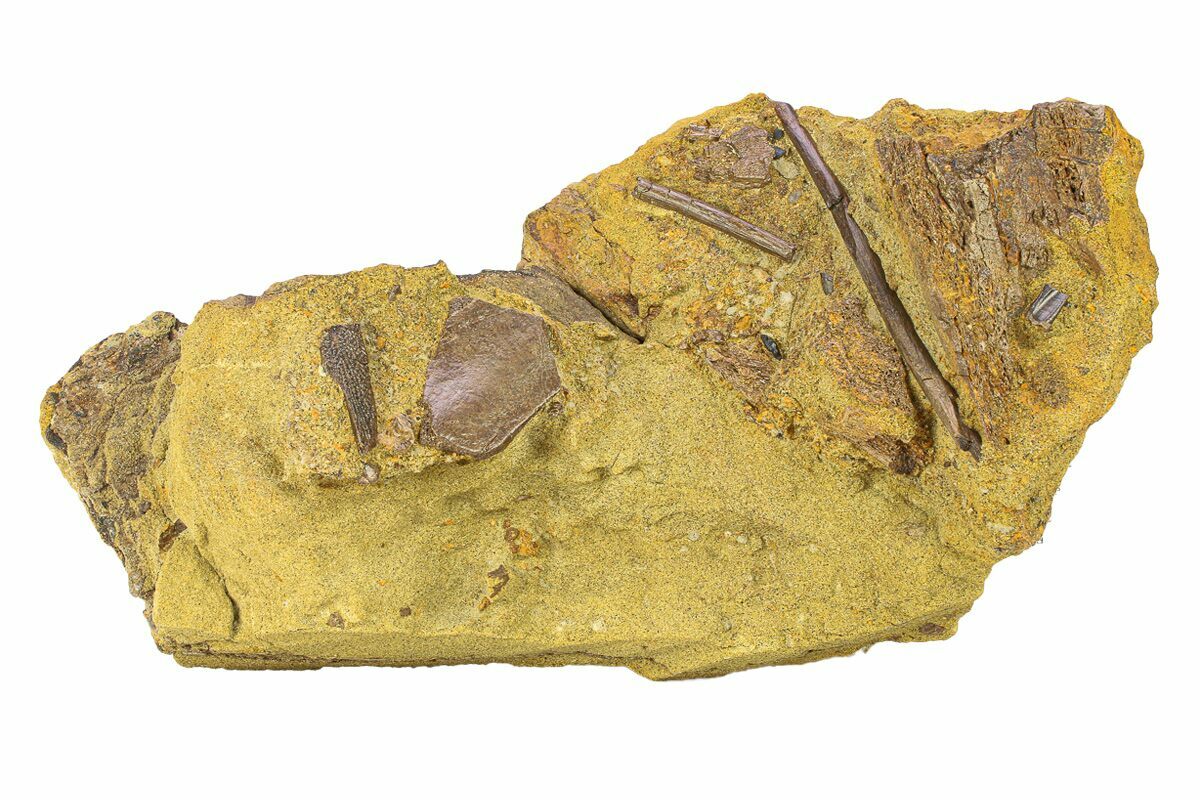 9.3" Fossil Dinosaur Teeth, Bones & Tendons in Sandstone - Wyoming ...