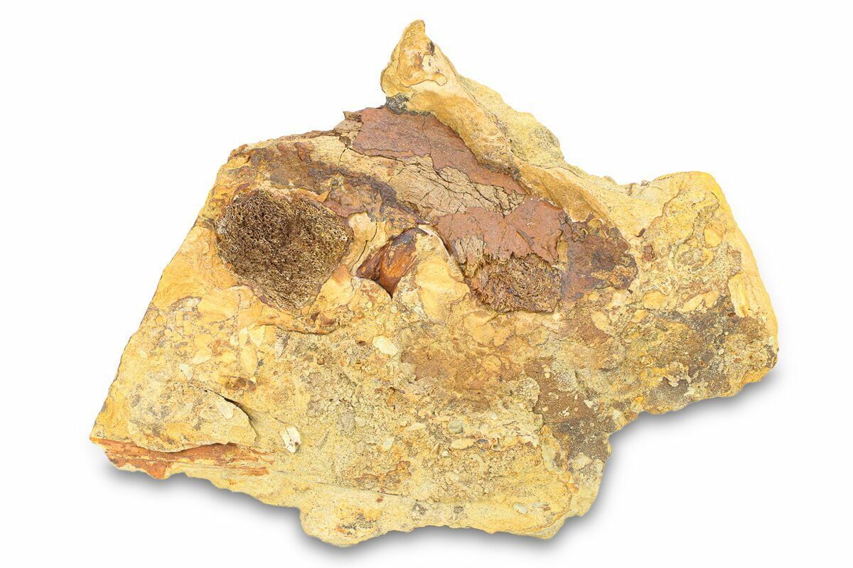 9.9" Fossil Dinosaur Bone Fragments in Sandstone - Wyoming (#292614 ...