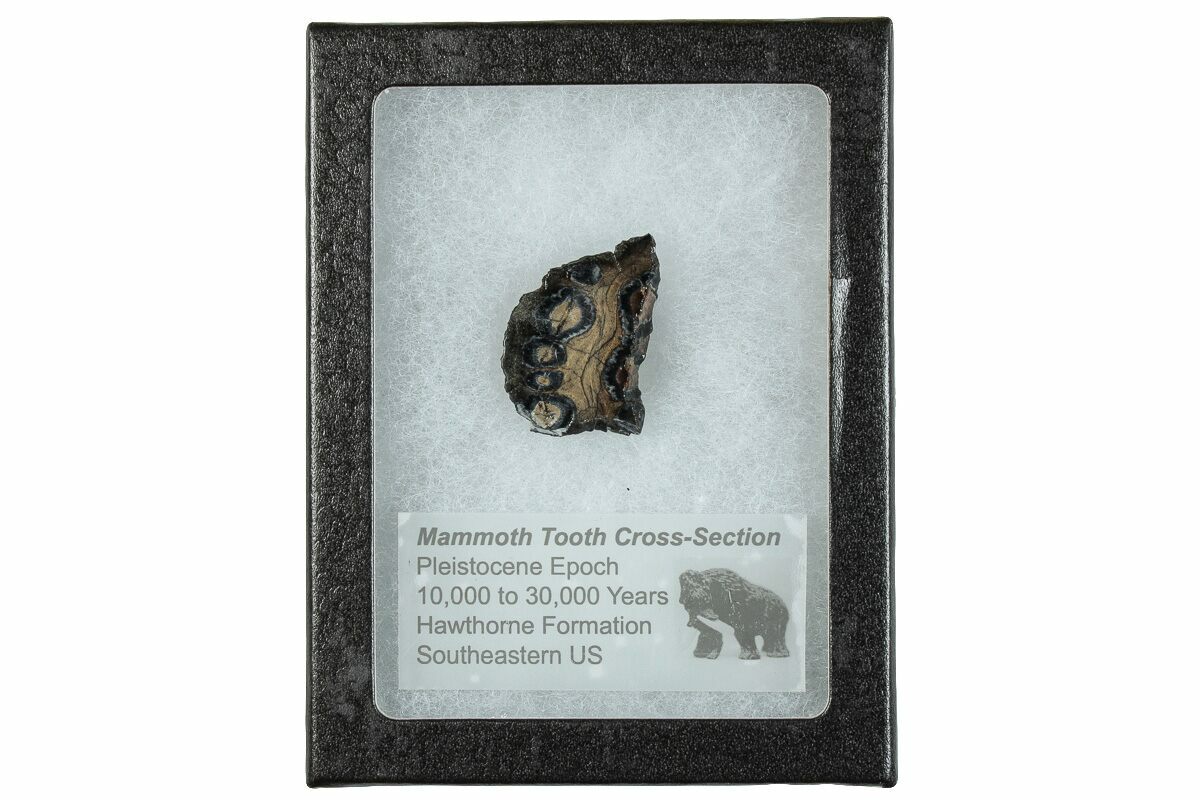 1.15" Mammoth Molar Slice With Case - South Carolina (#291190) For Sale ...