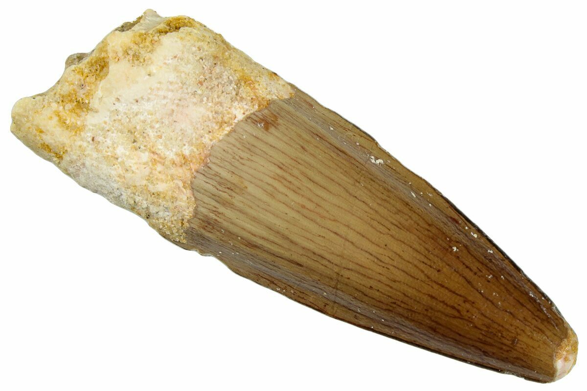 1.67" Fossil Spinosaurus Tooth - Real Dinosaur Tooth (#292664) For Sale ...