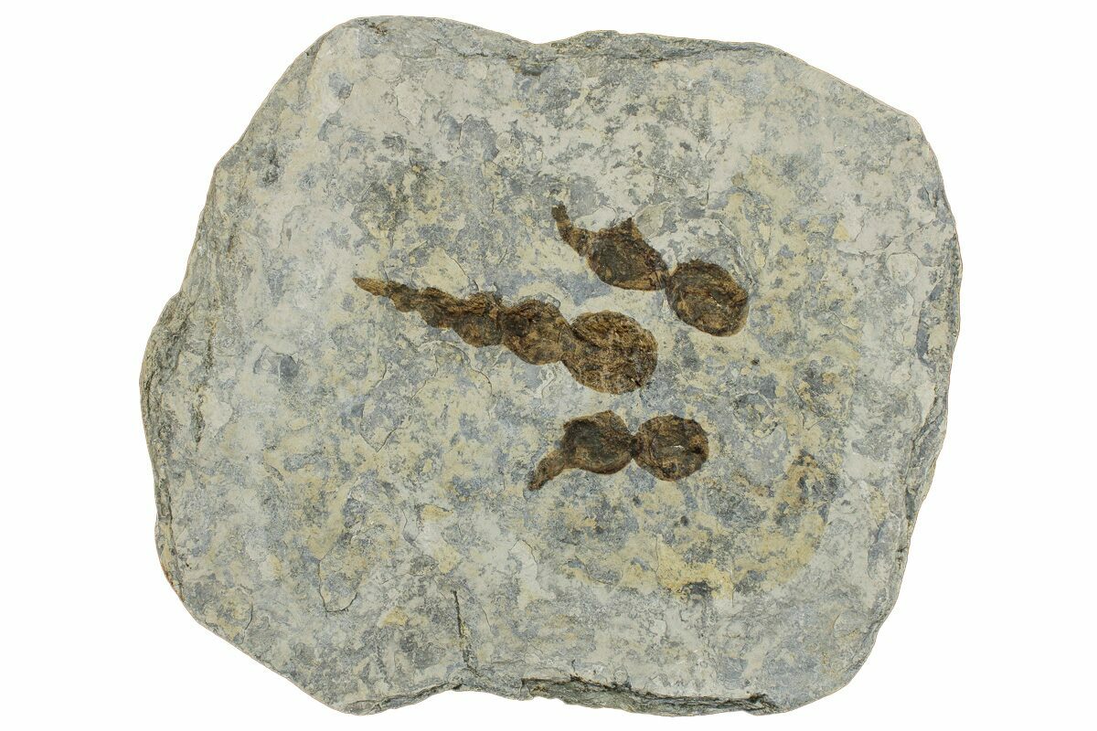 4.6" Dinosaur (Grallator) Track - Negative Impression (#293154) For ...