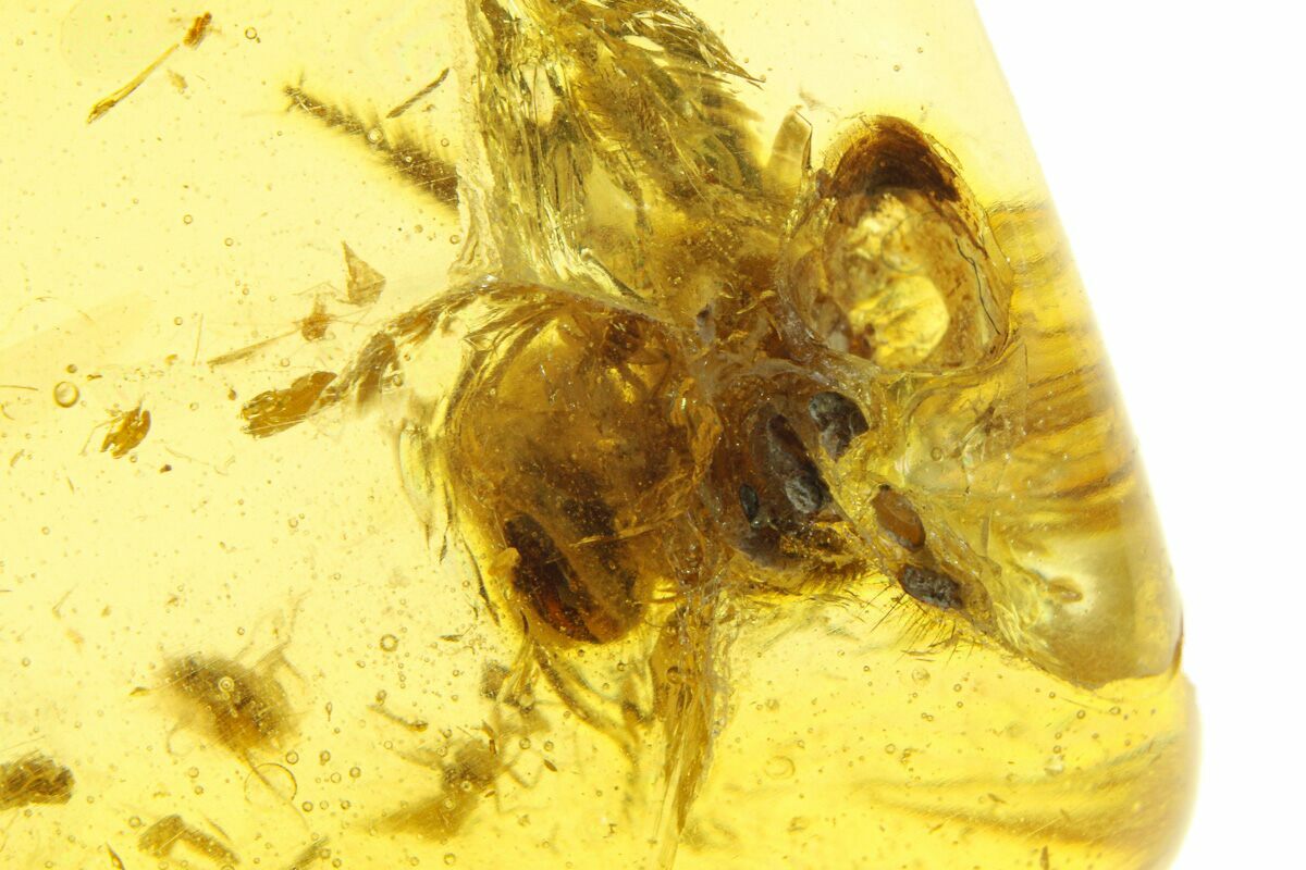 1.00" Polished Colombian Copal (2.8 g) - Contains Moth! (#293576) For ...