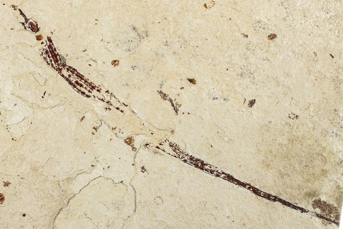 11.45" Plate of Rare Pipefish (Syngnathus & Hipposyngnathus) Fossils ...