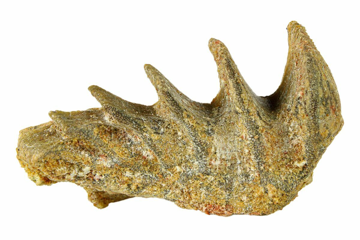 1.85" Cretaceous Lungfish (Ceratodus) Tooth Plate - Morocco (#294028 ...