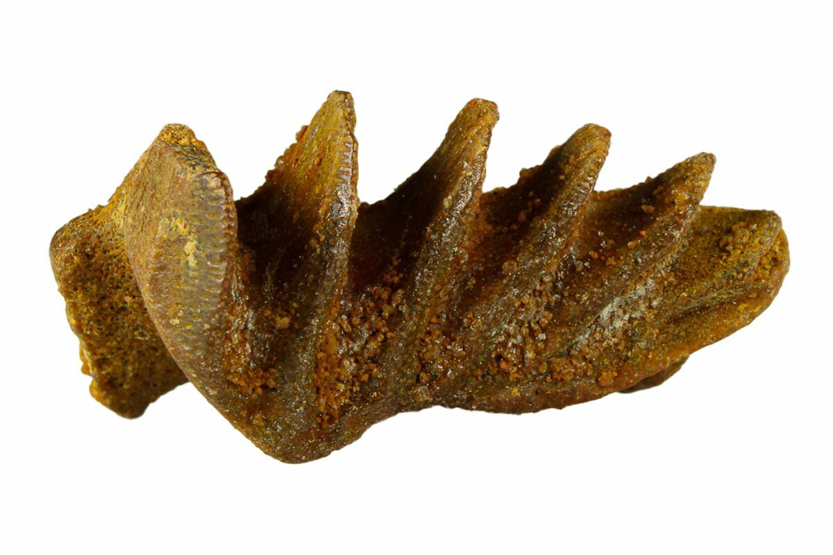 1.1" Cretaceous Lungfish (Ceratodus) Tooth Plate - Morocco (#294029 ...