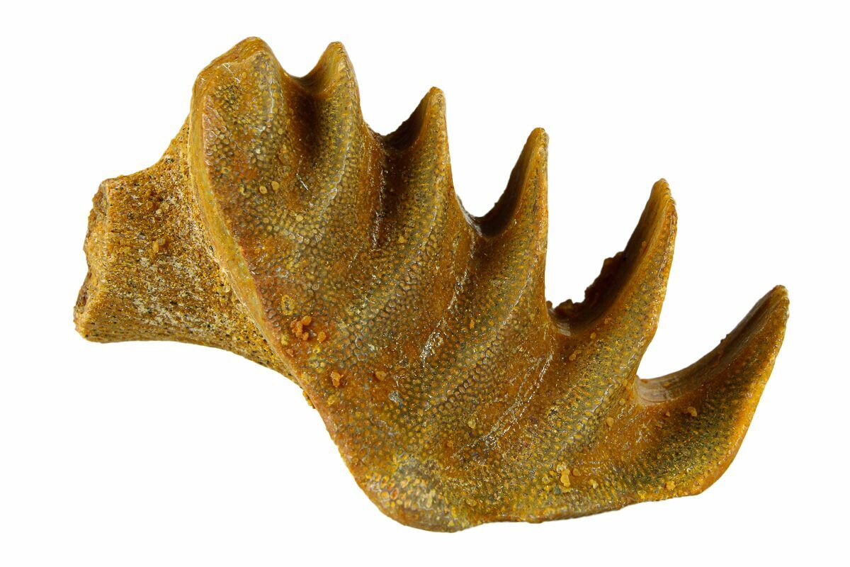 1.1" Cretaceous Lungfish (Ceratodus) Tooth Plate - Morocco (#294052 ...