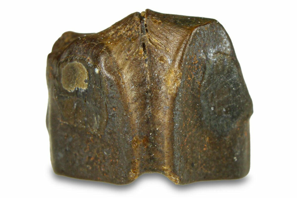 .25" Fossil Hadrosaur (Edmontosaurus) Shed Tooth - Wyoming (#293769 ...