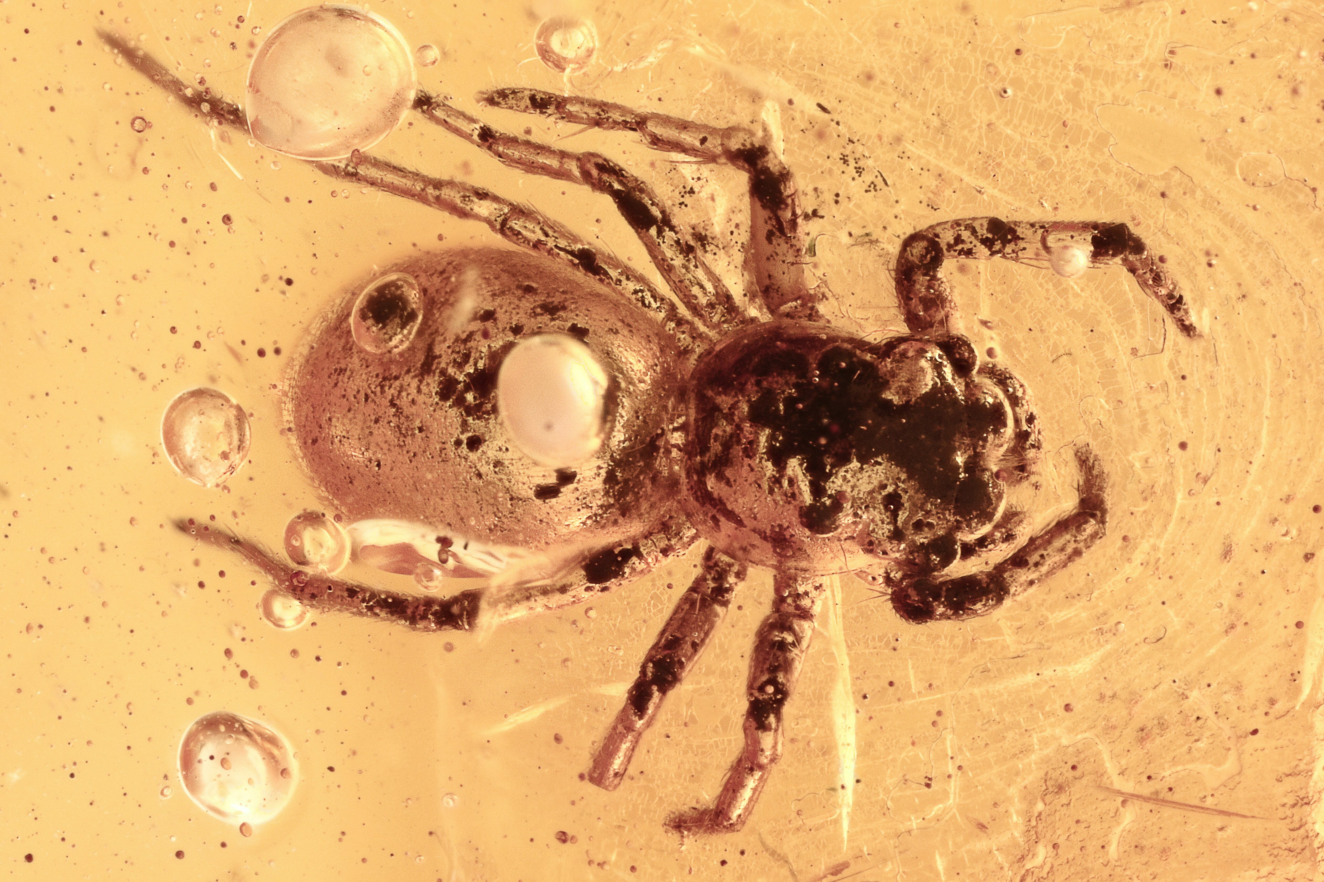 Detailed Fossil Jumping Spider (Salticidae) In Baltic Amber (#294351 ...