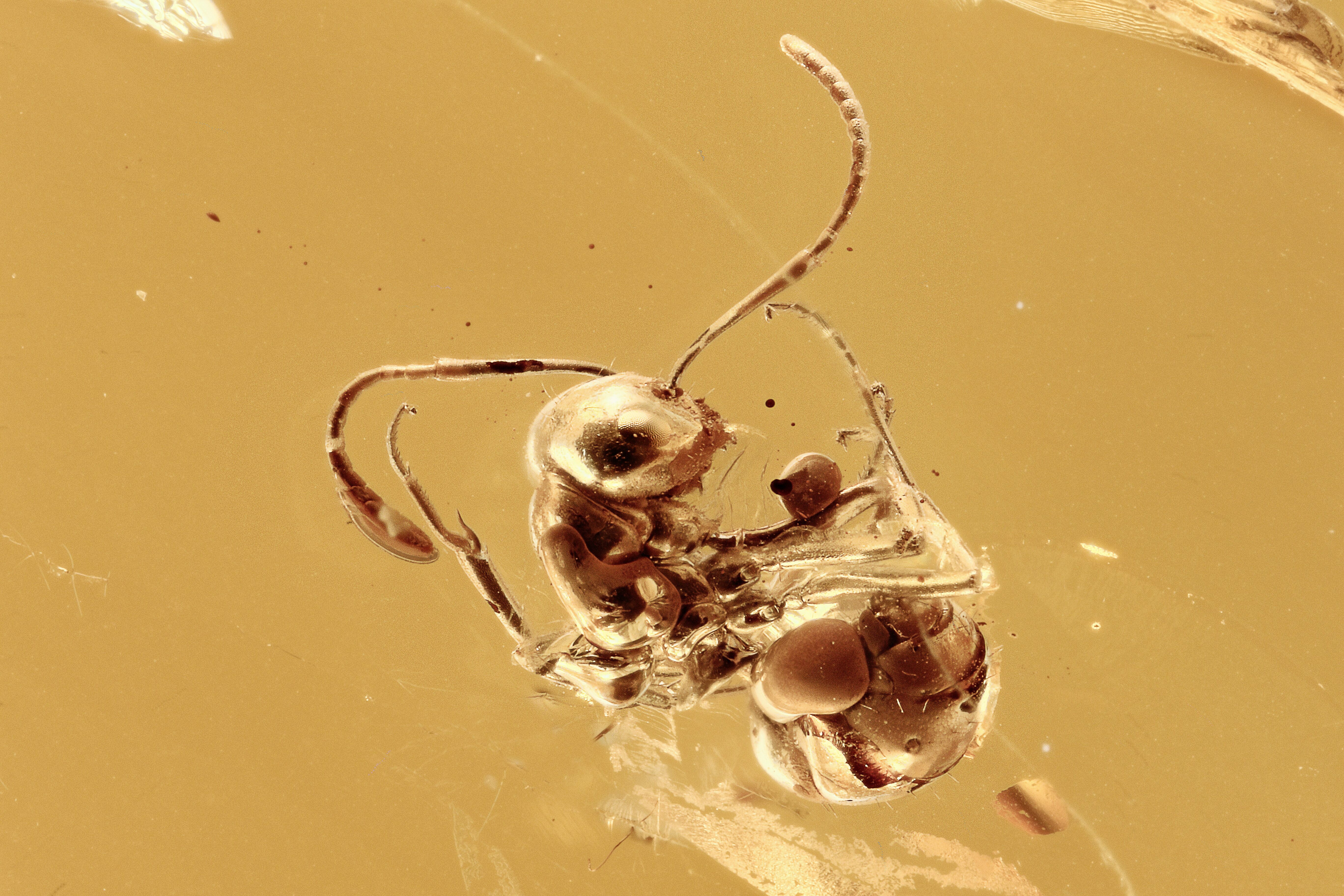 Detailed Fossil Ant (Formicidae) In Baltic Amber (#294385) For Sale ...