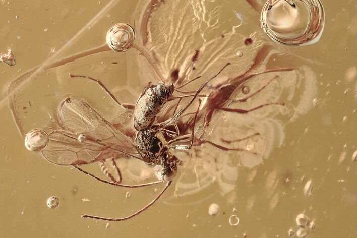 Two Fossil Wasps (Diapriidae & Braconidae) In Baltic Amber (#294318 ...