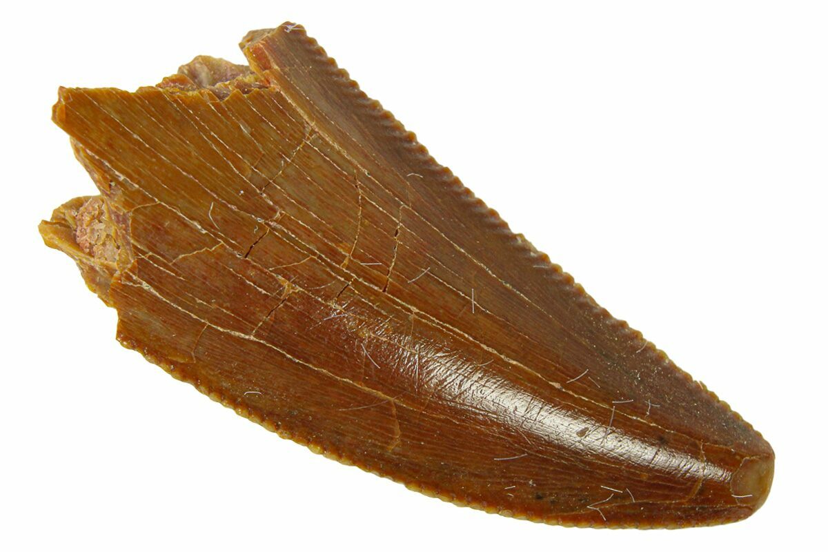 Serrated, .83" Raptor Tooth - Real Dinosaur Tooth (#294608) For Sale ...