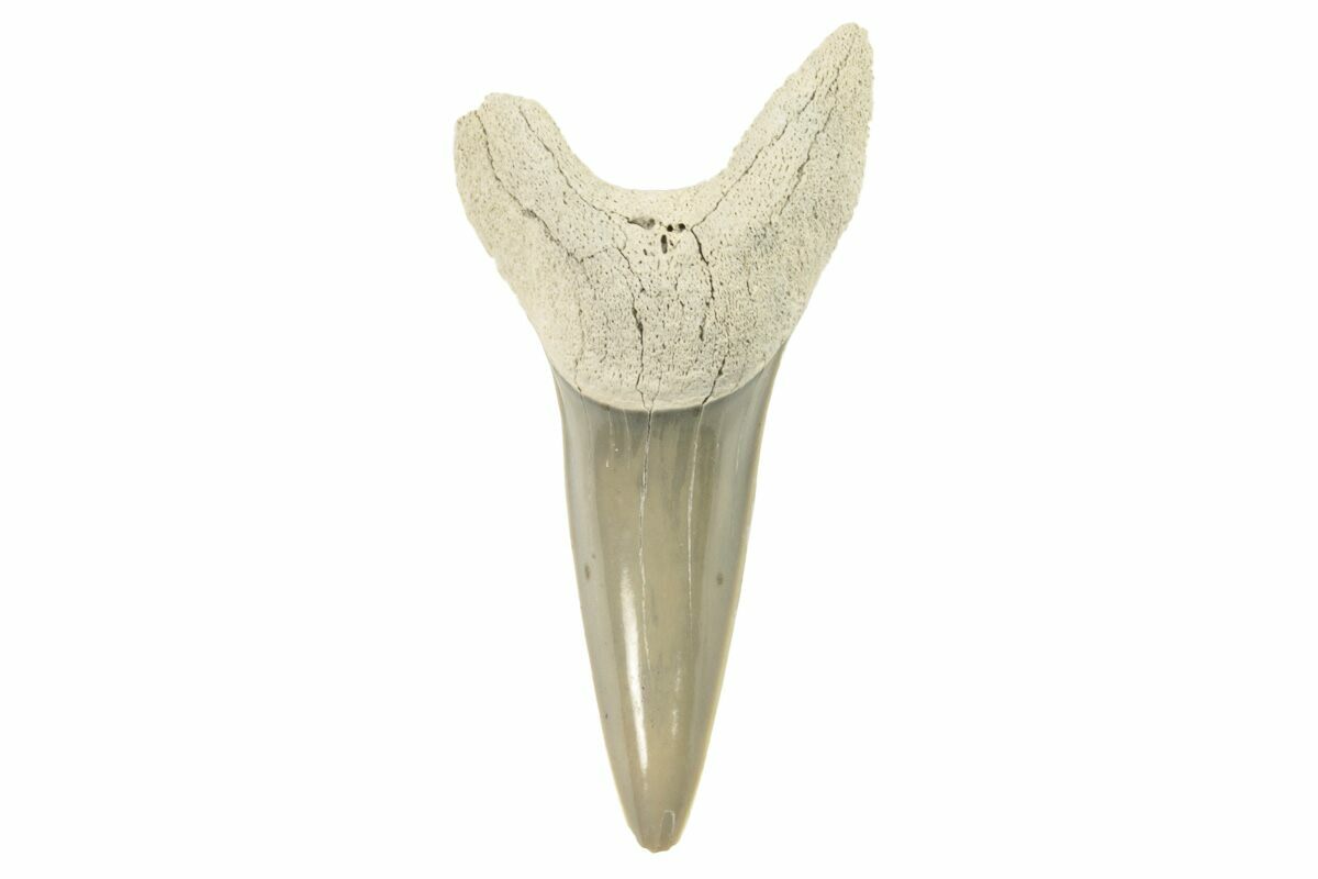 1.91" Fossil Shortfin Mako Tooth - Lee Creek (Aurora), NC (#294743) For ...