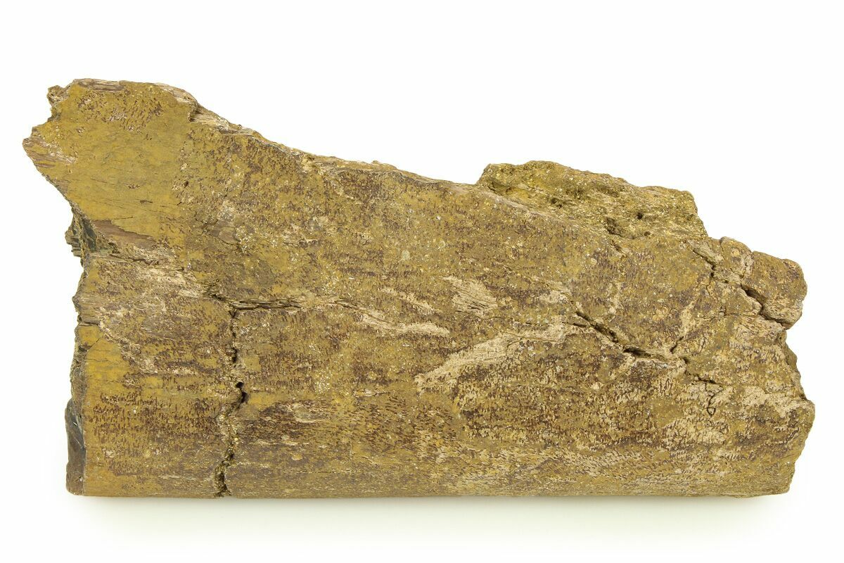 3.65" Fossil Hadrosaur Rib Section w/ Metal Stand - South Dakota ...