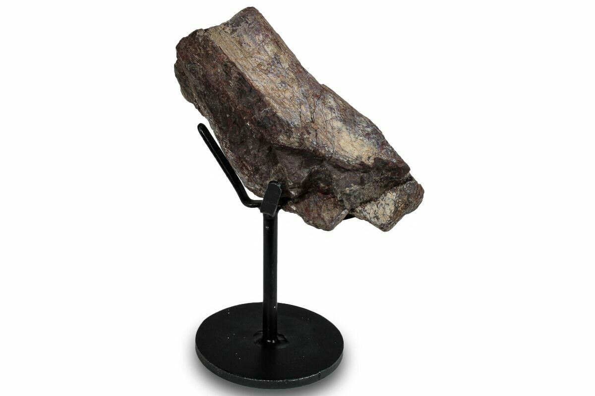 3.5" Fossil Theropod Rib Section w/ Metal Stand - Colorado (#294828 ...