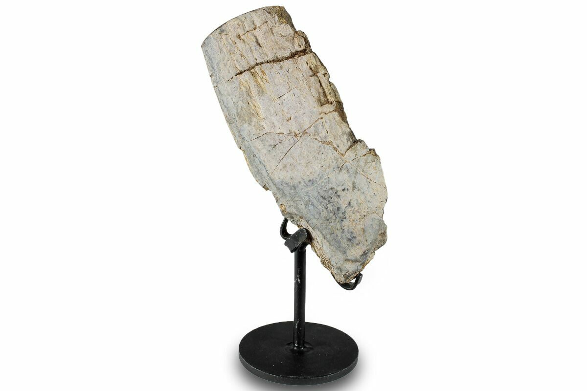 4.6" Polished Fossil Theropod Rib Section w/ Metal Stand - Gembone ...