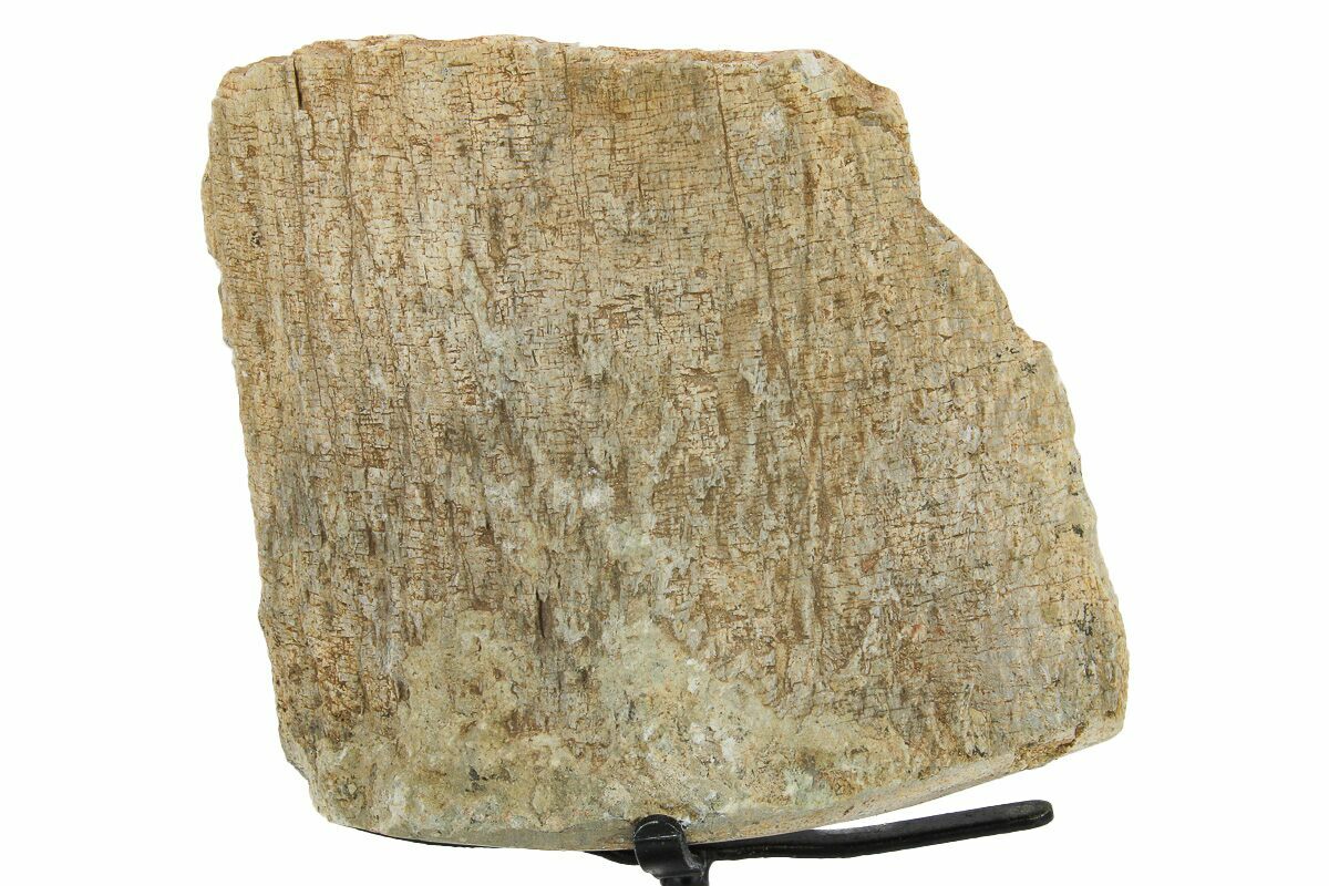 3.4" Fossil Sauropod Rib Section w/ Metal Stand - Colorado (#294904 ...