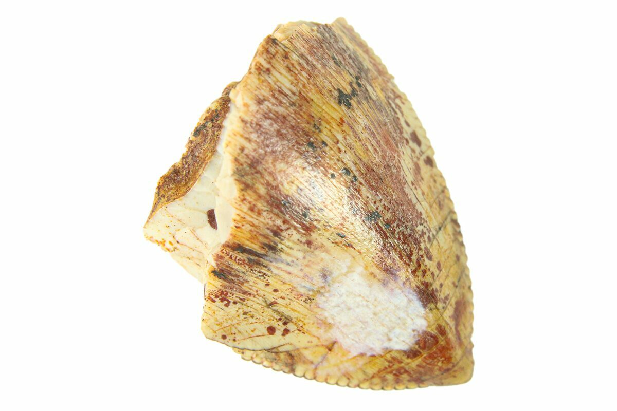 Serrated, .43" Fossil Phytosaur (Redondasaurus) Tooth - New Mexico ...