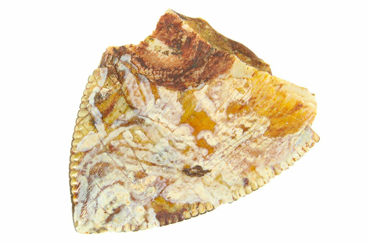 Serrated, .43" Fossil Phytosaur (Redondasaurus) Tooth - New Mexico ...