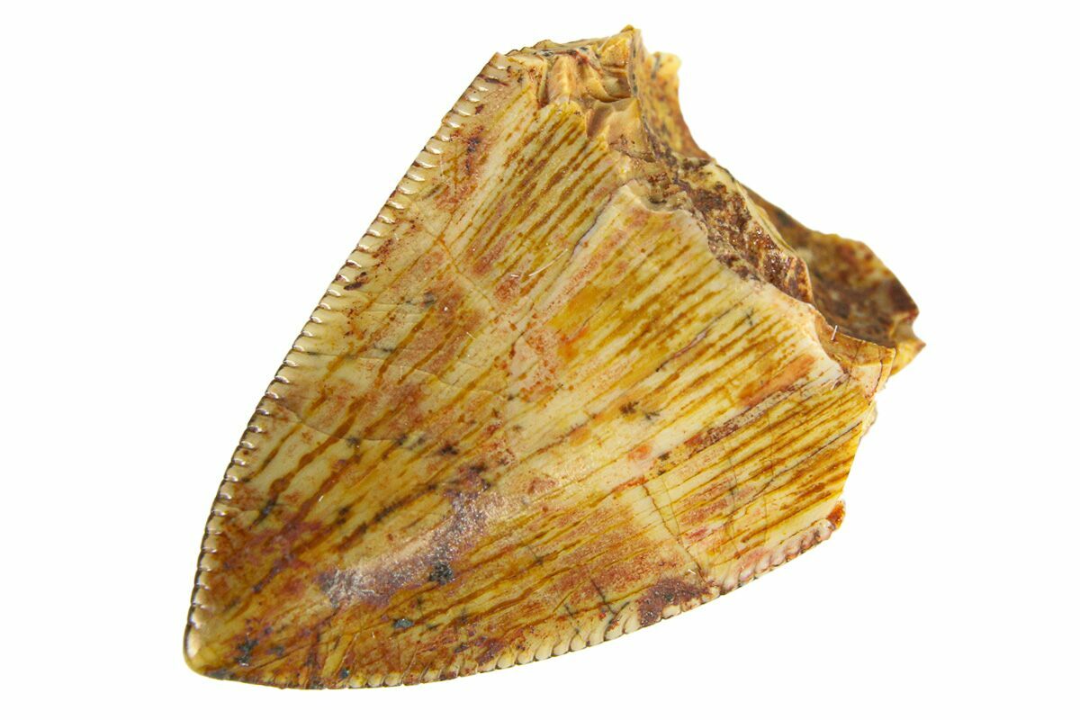 Serrated, .60" Fossil Phytosaur (Redondasaurus) Tooth - New Mexico ...