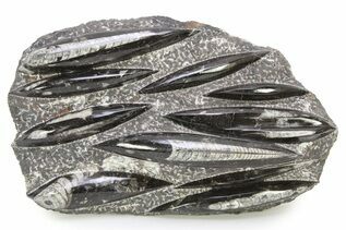 FossilEra - Fossils, Meteorites & Minerals For Sale - FossilEra.com