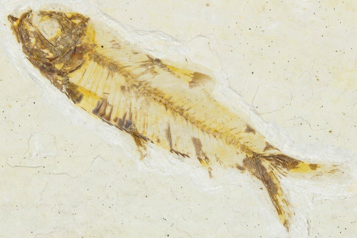 1.75" Fossil Fish (Knightia) - Wyoming (#295656) For Sale - FossilEra.com