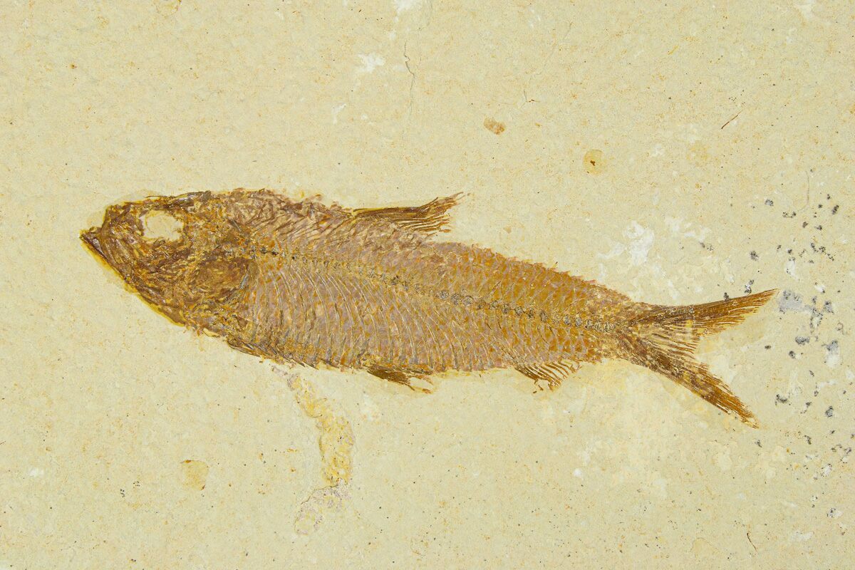 3.5" Fossil Fish (Knightia) - Wyoming (#295558) For Sale - FossilEra.com