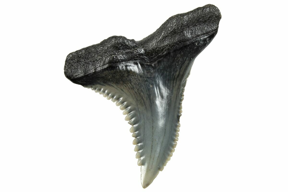 Large, 1.55" Snaggletooth Shark (Hemipristis) Tooth - South Carolina ...