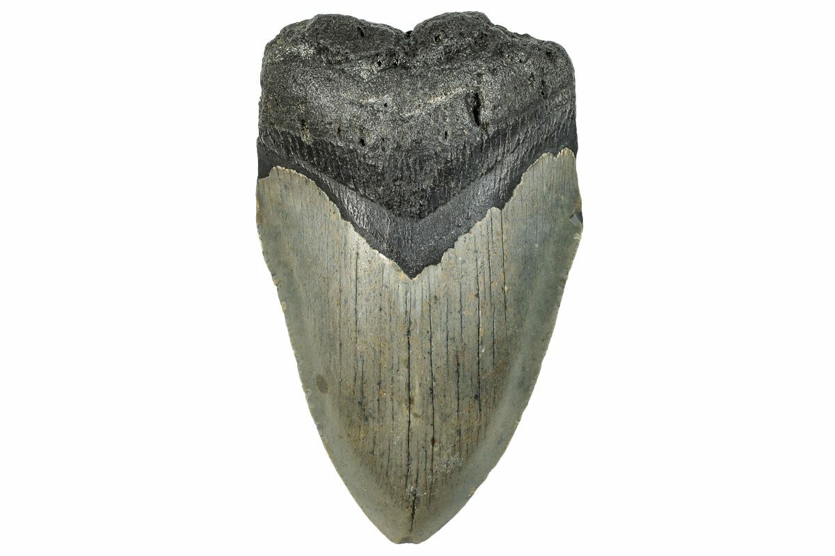 Bargain, 3.57" Fossil Megalodon Tooth - Serrated Blade (#295444) For ...
