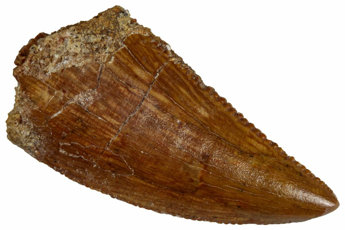 Serrated, .8" Raptor Tooth - Real Dinosaur Tooth (#295927) For Sale ...