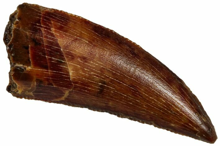 Serrated, .93" Raptor Tooth - Real Dinosaur Tooth (#295946) For Sale ...