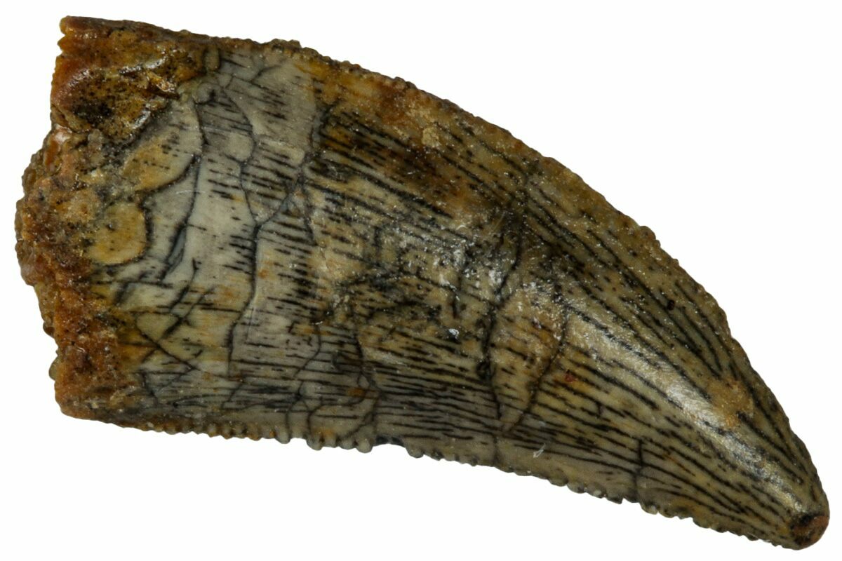 Serrated, .74" Raptor Tooth - Real Dinosaur Tooth (#295965) For Sale ...