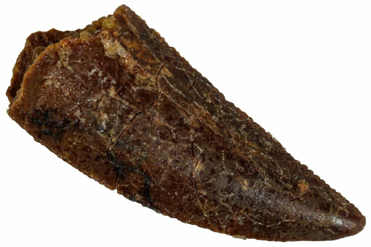 Serrated, .81" Raptor Tooth - Real Dinosaur Tooth (#295973) For Sale ...