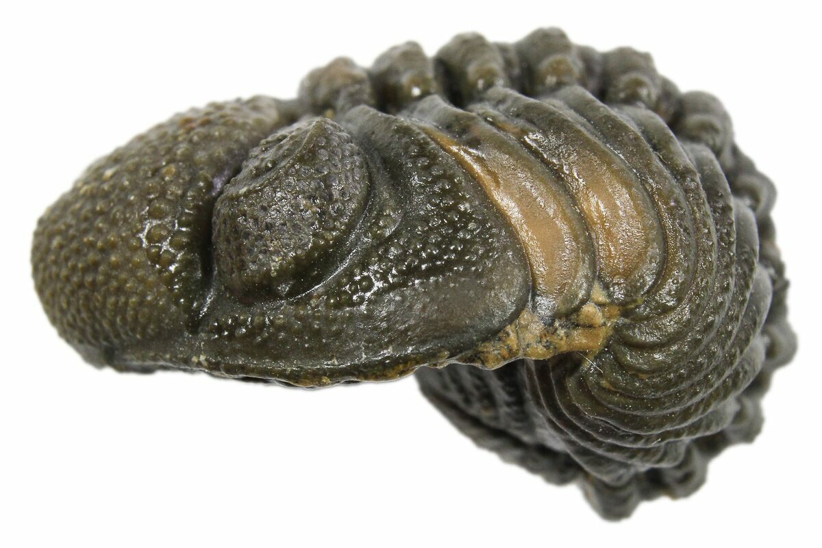 1" Long Partially Enrolled Morocops Trilobite - Morocco (#296594) For ...