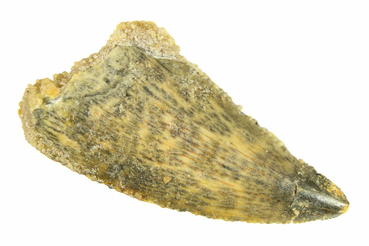 Serrated, .75" Raptor Tooth - Real Dinosaur Tooth (#297467) For Sale ...