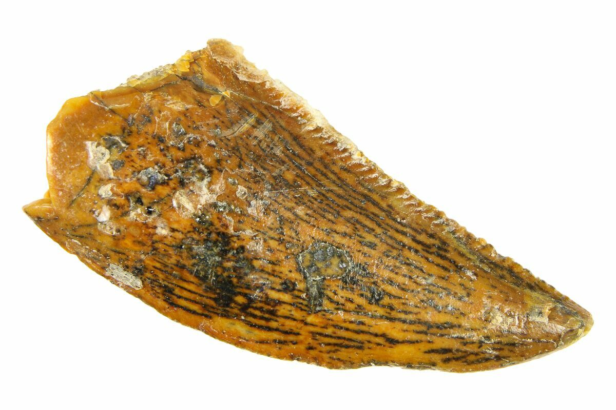 Serrated, .7" Raptor Tooth - Real Dinosaur Tooth (#297470) For Sale ...