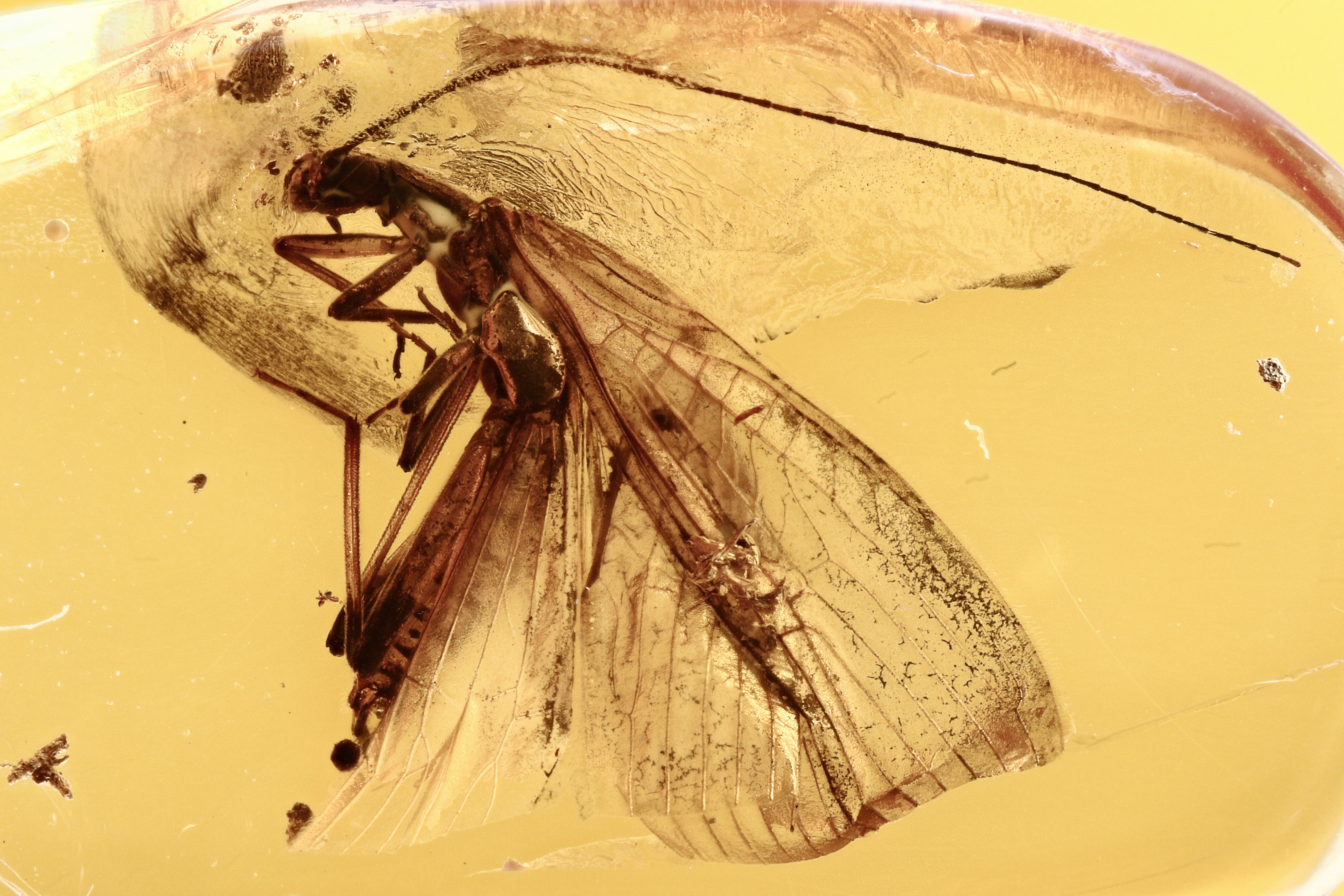 Detailed Fossil Stonefly (Plecoptera) In Baltic Amber (#296970) For ...