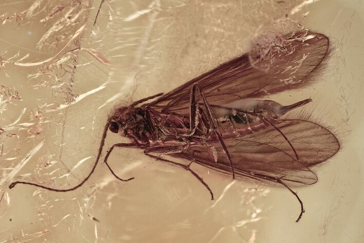 Detailed Fossil Caddisfly (Trichoptera) In Baltic Amber (#296979) For ...