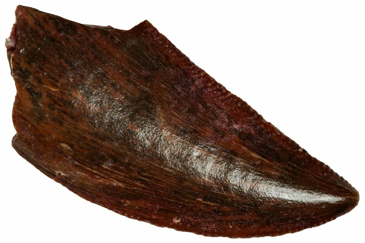 Serrated, .82" Raptor Tooth - Real Dinosaur Tooth (#296706) For Sale ...