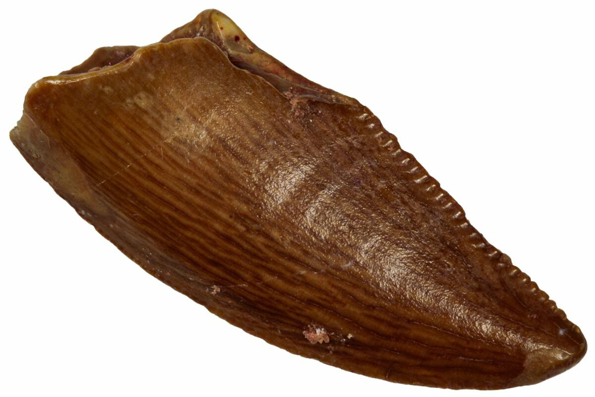 Serrated, .68" Raptor Tooth - Real Dinosaur Tooth (#296718) For Sale ...