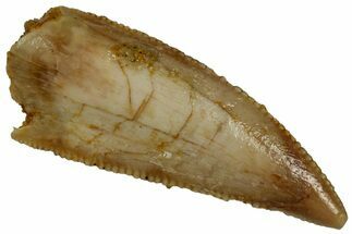 Serrated, .51" Raptor Tooth - Real Dinosaur Tooth (#291589) For Sale ...