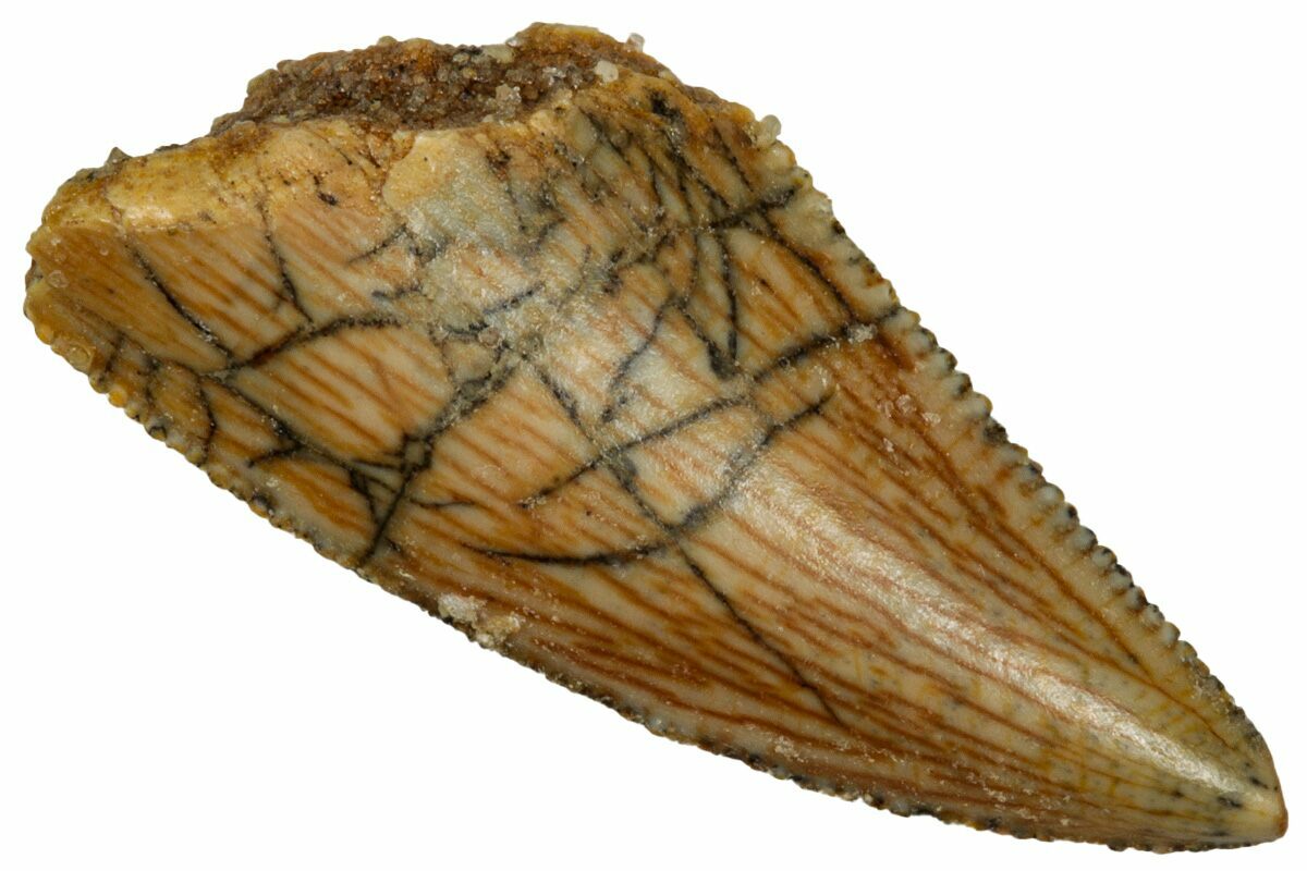 Serrated, .78" Raptor Tooth - Real Dinosaur Tooth (#296730) For Sale ...