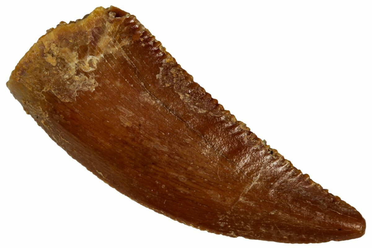 Serrated .65" Raptor Tooth - Real Dinosaur Tooth (#297771) For Sale ...