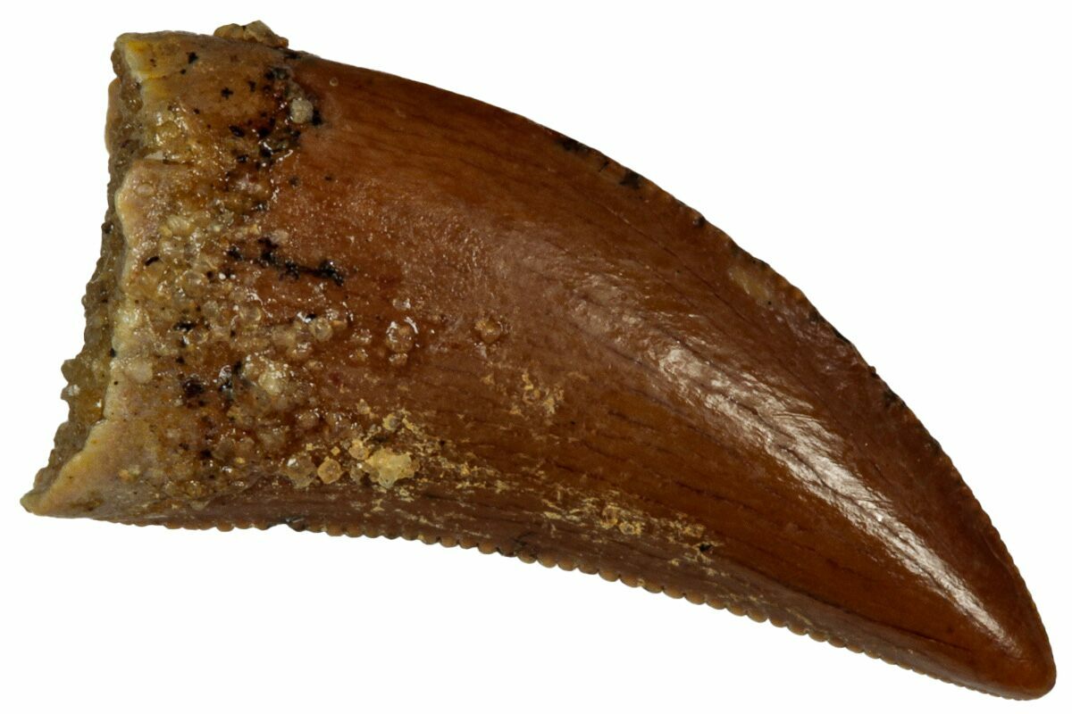 Serrated .59" Raptor Tooth - Real Dinosaur Tooth (#297779) For Sale ...