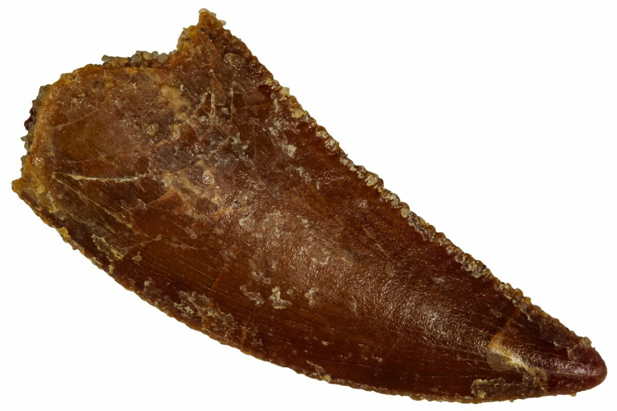 Serrated .75" Raptor Tooth - Real Dinosaur Tooth (#297783) For Sale ...