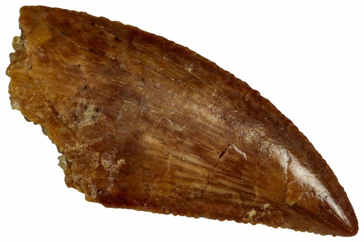 Serrated .63" Raptor Tooth - Real Dinosaur Tooth (#297785) For Sale ...